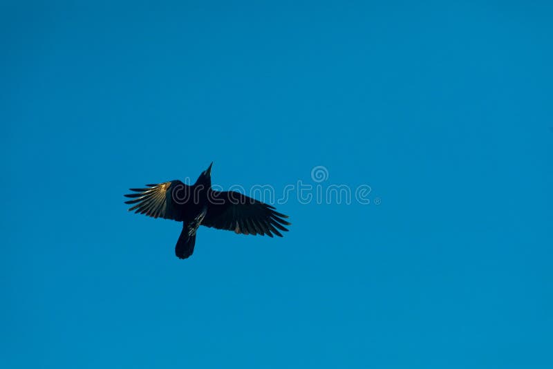 Raven Flying Under the Blue Sky Stock Photo - Image of flight, crow ...