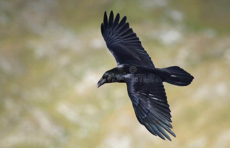Raven flying stock image. Image of raven, tail, corax - 49545645