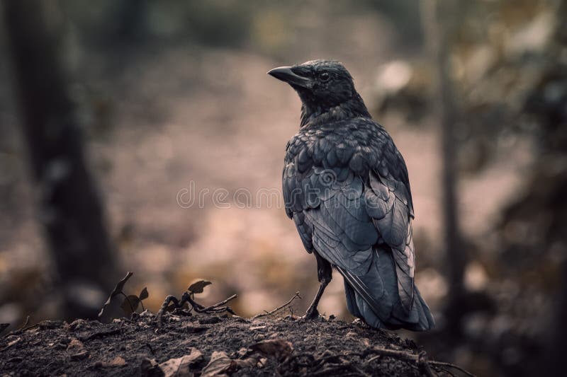 Solitary Raven Perching on the Forest Floor Stock Image - Image of ...