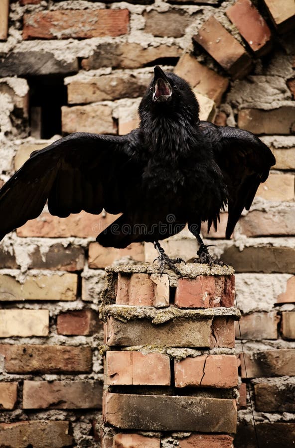 Raven stock photo. Image of front, full, raven, cawing - 46961888