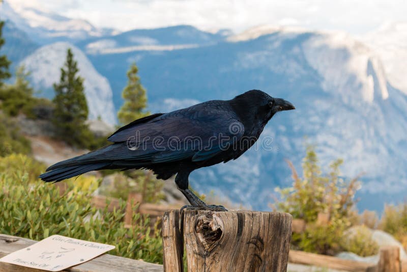 Raven stock photo. Image of wood, dark, park, crow, america - 71619508