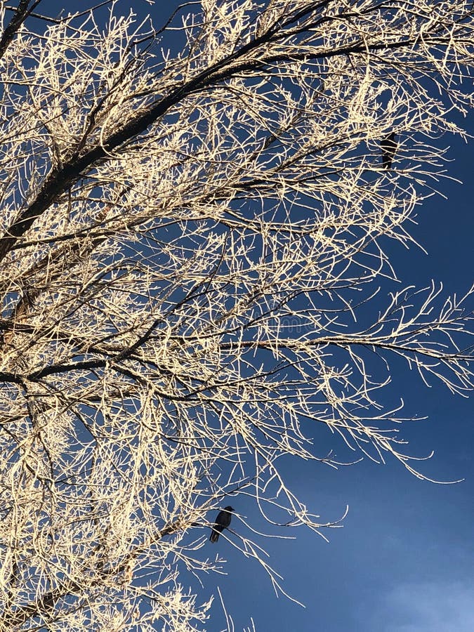 Raven in frosty tree stock image. Image of tree, bird - 214092359