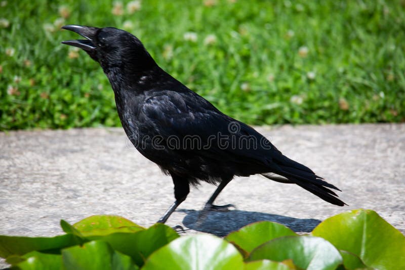 Corvus Corax O Cuervo Grande, Es Una Especie De Ave Paseriforme De La ...