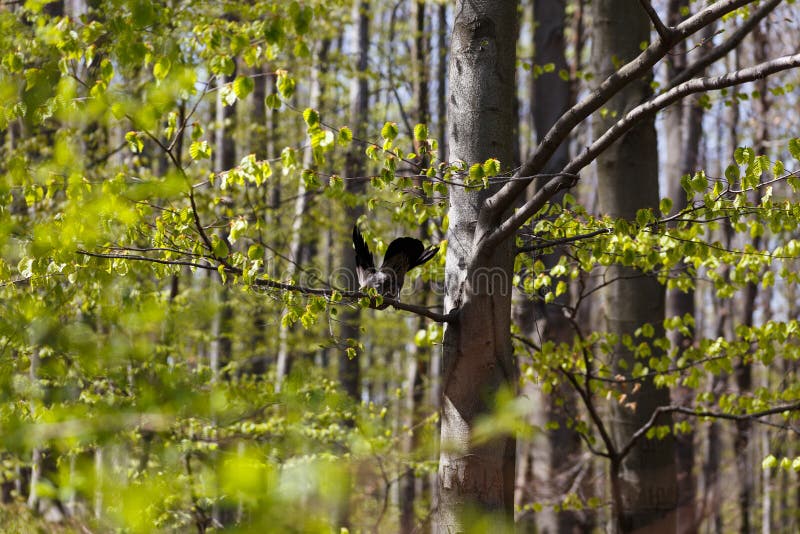 Raven in the garden stock photo. Image of flower, preserve - 57109042