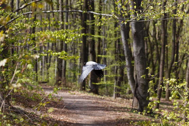 Raven in the garden stock photo. Image of flower, blossom - 57109046