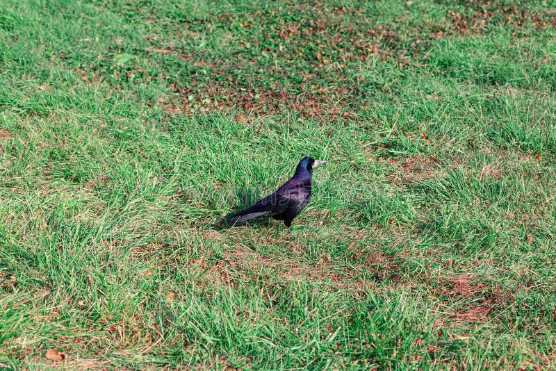 Raven on the grass stock image. Image of black, blackbird - 244972995
