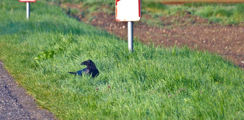 Raven in Grass, Corvus Corax Stock Photo - Image of grassland, field ...