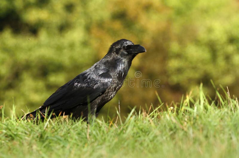 Nice raven stock image. Image of raven, wildlife, accipiter - 61110575