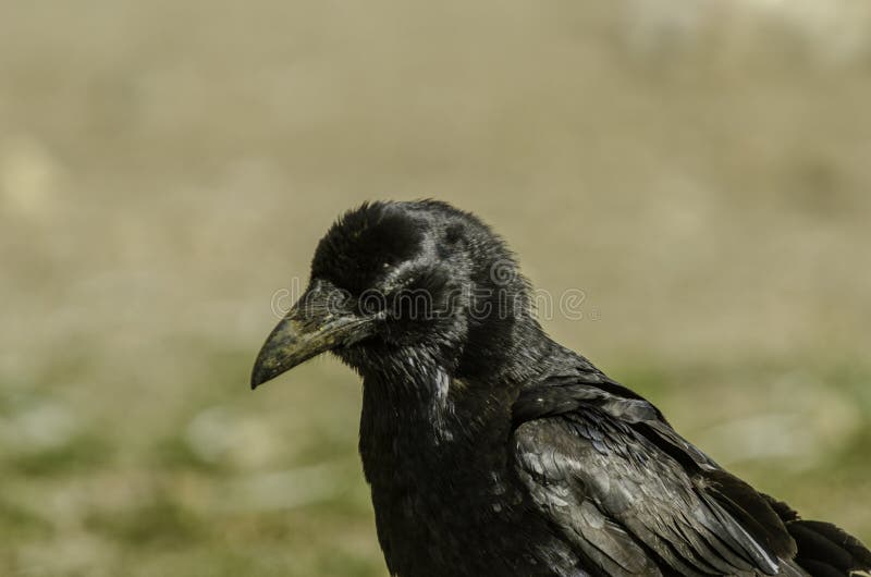 Raven on Ground. the Profile View. Stock Image - Image of corvus, claw ...