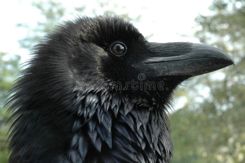 Raven head (Corvus corax) stock photo. Image of animal - 12763186