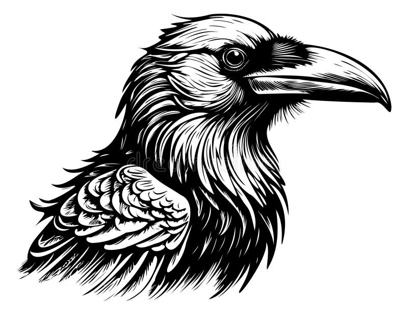 Raven Bird Head Illustration Stock Vector - Illustration of isolated ...