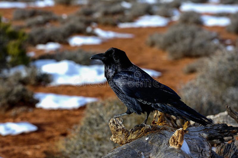 Raven, Island in the Sky, Ut Stock Image - Image of winter, utah: 38853775