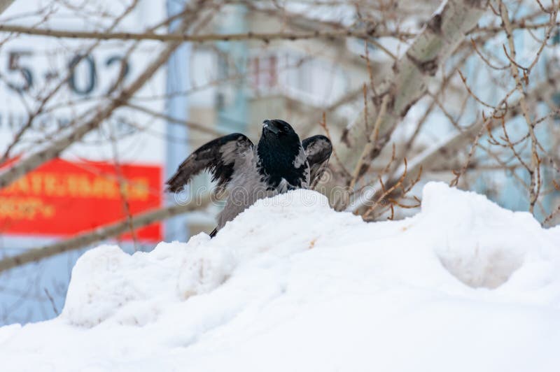 Raven in the snow! stock image. Image of finch, plant - 240922649