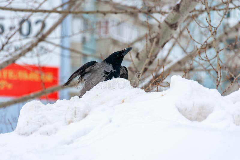 Raven on a January day! stock photo. Image of journey - 239634232