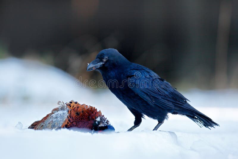 Raven with Kill Pheasant Carcass on the Forest Meadow. Black Bird Raven ...