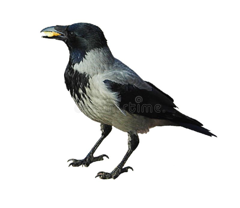 Raven. the king - a raven stock image. Image of detailed - 131561963