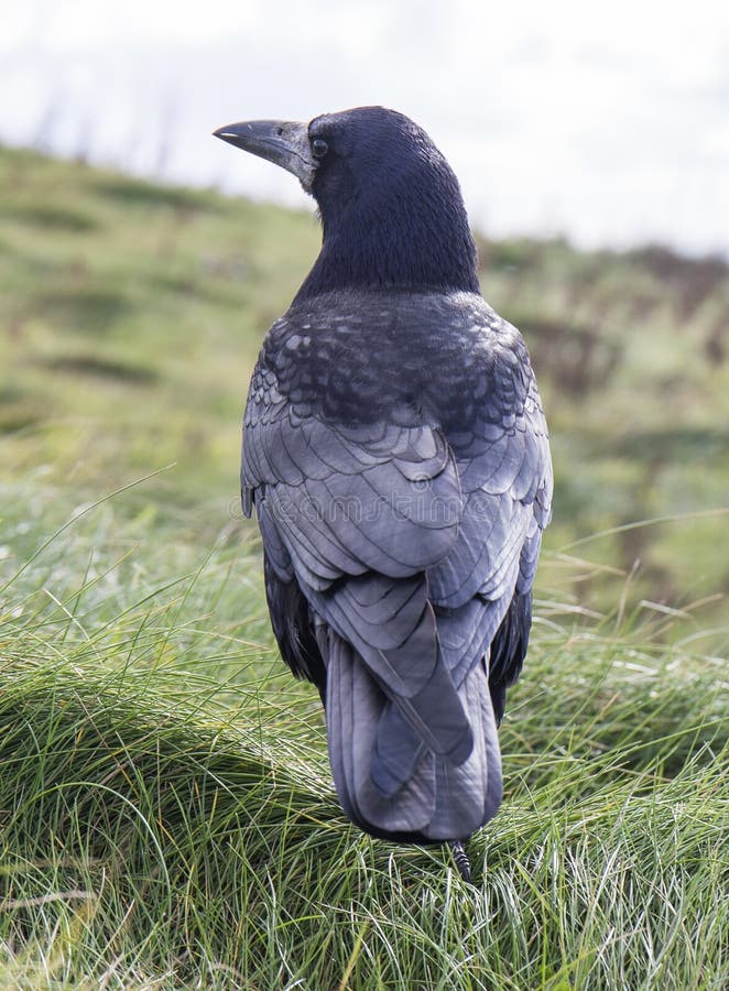 Raven landed stock photo. Image of dark, park, wildlife - 174364668