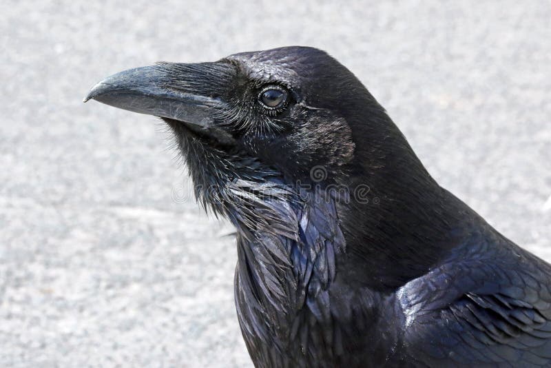 Raven stock photo. Image of pest, common, racuous, close - 54333328
