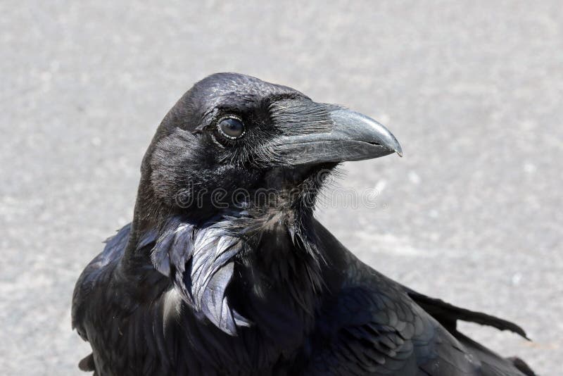 Raven Stock Photo - Image: 54333395