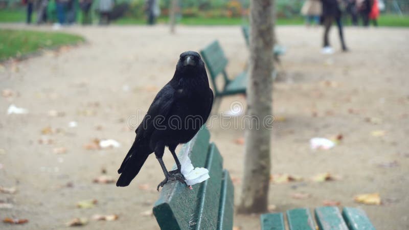 Raven looking at camera stock footage. Video of claw - 105199982