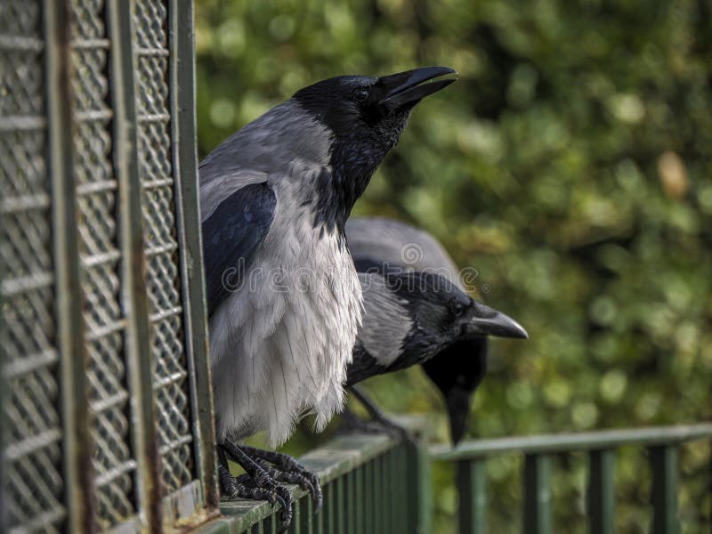 Raven Looking from a Iron Gate Stock Photo - Image of nature, crow ...