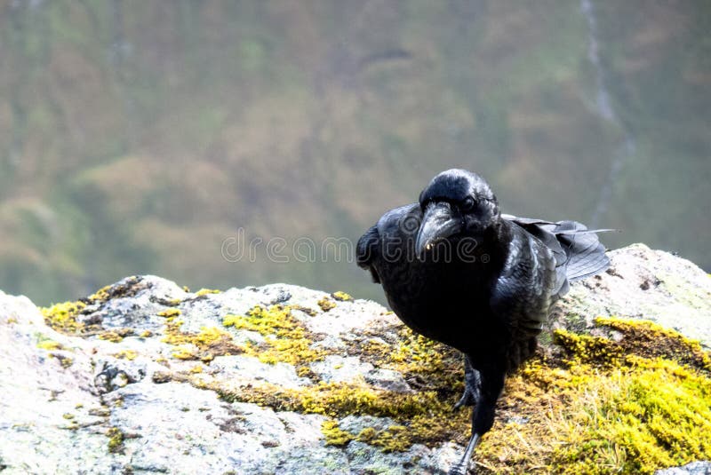Raven Looking stock photo. Image of trekking, looking - 127211158