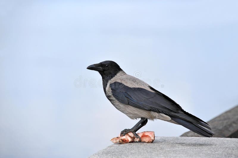 Raven with meat stock photo. Image of beautiful, crow - 48682168