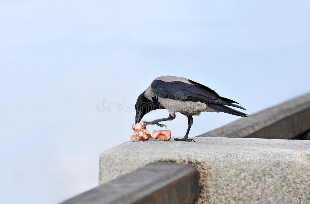 Raven with meat stock photo. Image of life, corvus, carrion - 48924838