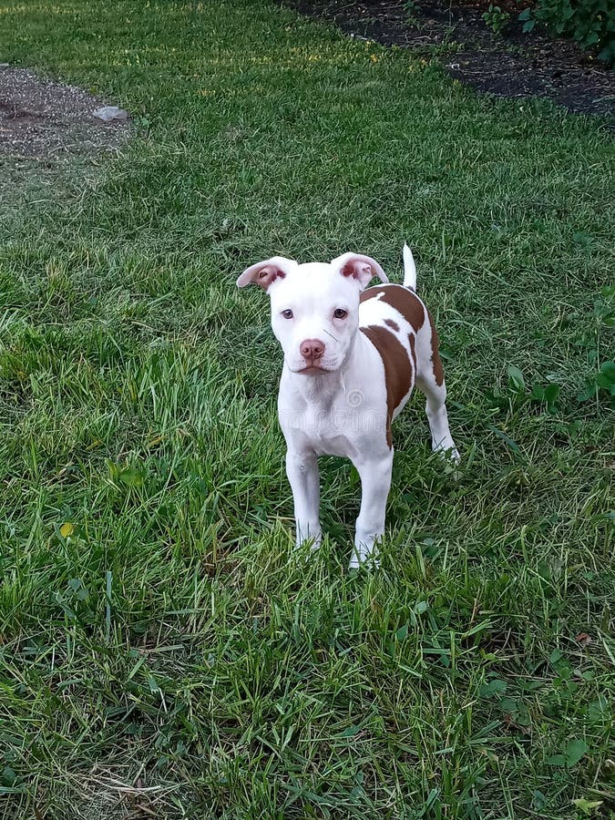 Raven 3 Month Pitty/frenchie Stock Photo - Image of puppy ...