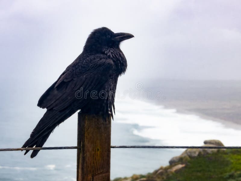 Edgar Outside the Point Reyes Lighthouse Visitors Center Stock Photo ...