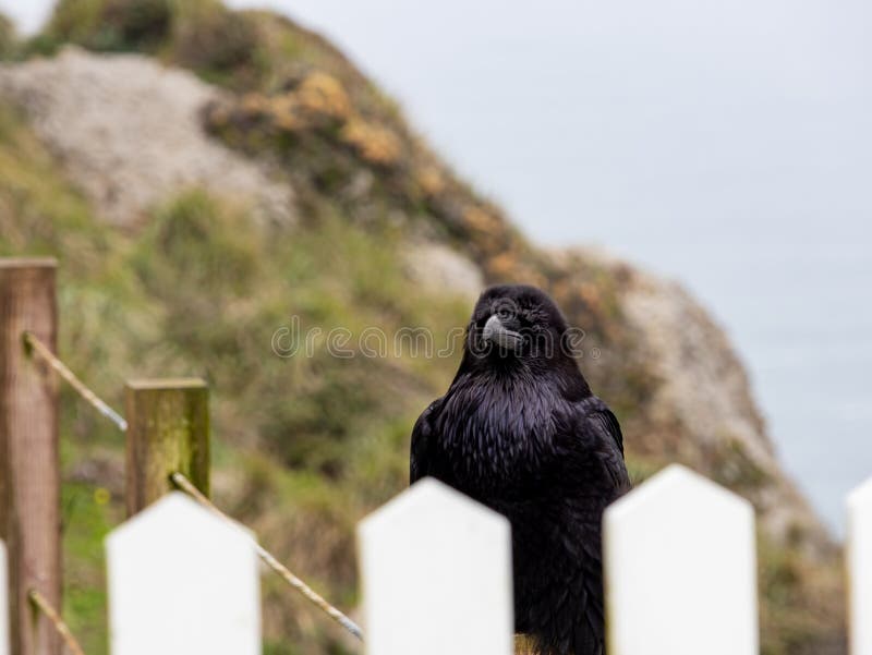 A Raven Named Edgar Outside the Point Reyes Lighthouse Visitors Center ...