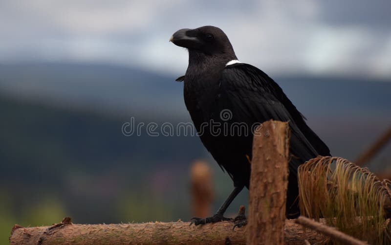 Raven in a National Park in Africa Stock Photo - Image of fishing ...