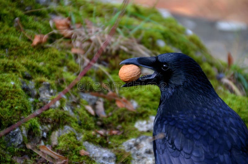 Raven with nut in the beak stock image. Image of snow - 48369693