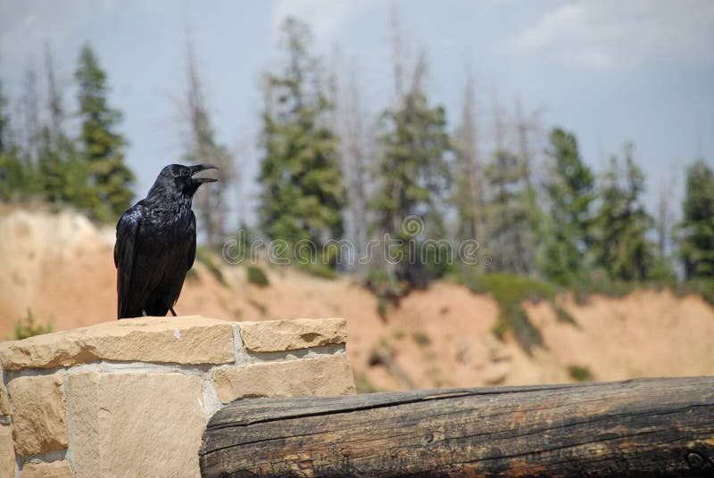 Raven with Open Beak Sitting on the Stone. Moose Stone with Black Bird ...