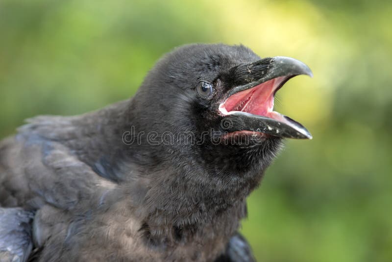 463 Raven Open Photos - Free & Royalty-Free Stock Photos from Dreamstime