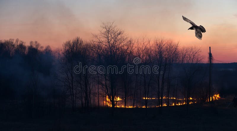 Raven Over Grass Fire at Sunset. Stock Photo - Image of sunset, danger ...