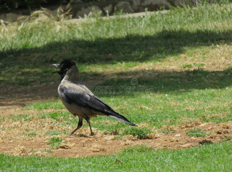 Raven in the Park Calling Its Mate Stock Image - Image of predators ...