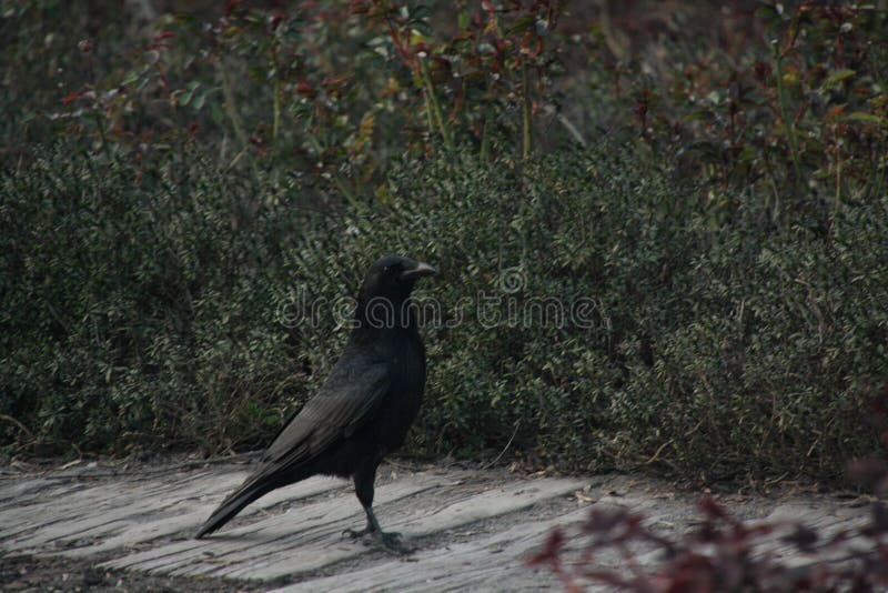 Ravensroot Stock Photos - Free & Royalty-Free Stock Photos from Dreamstime