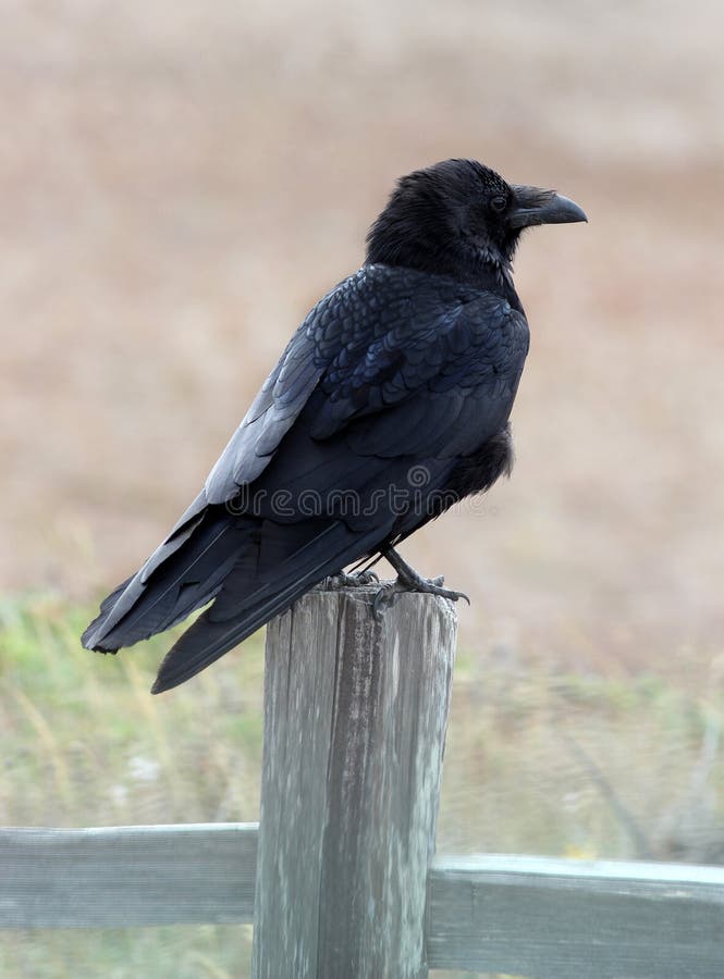 Raven stock image. Image of nature, bird, common, wood - 41729179