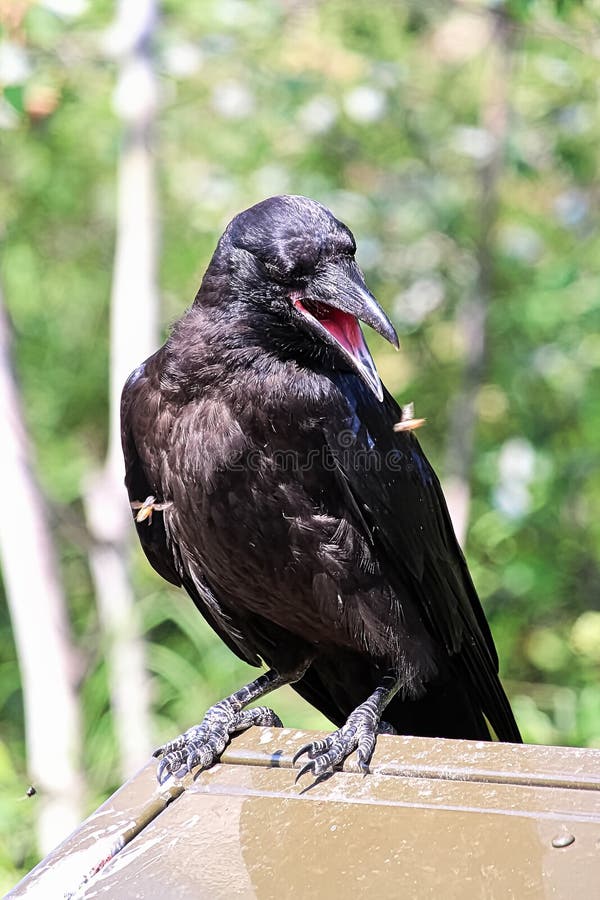 A Raven Perched On A Garbage Container Catching Flies Stock Photo ...