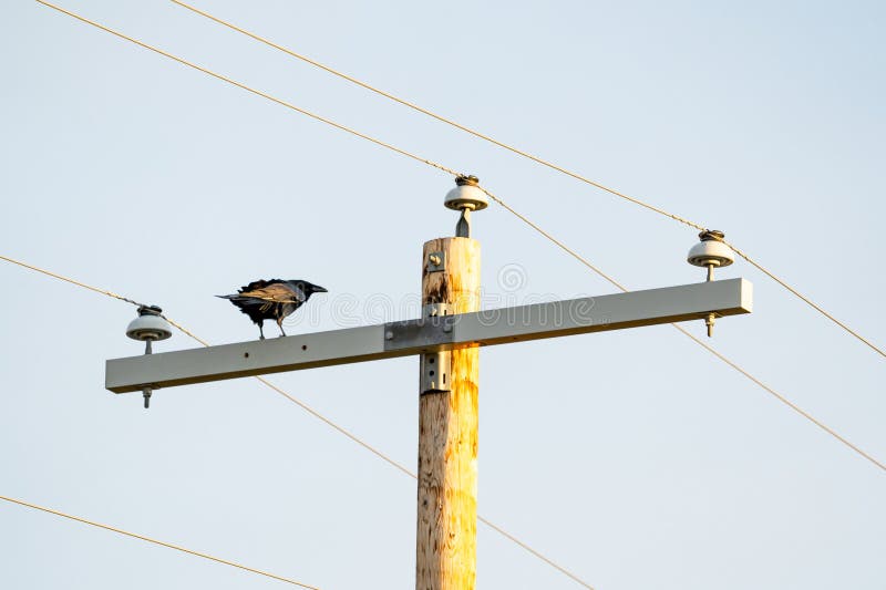 Raven on Electrical Wires at Dawn. Stock Photo - Image of electricity ...
