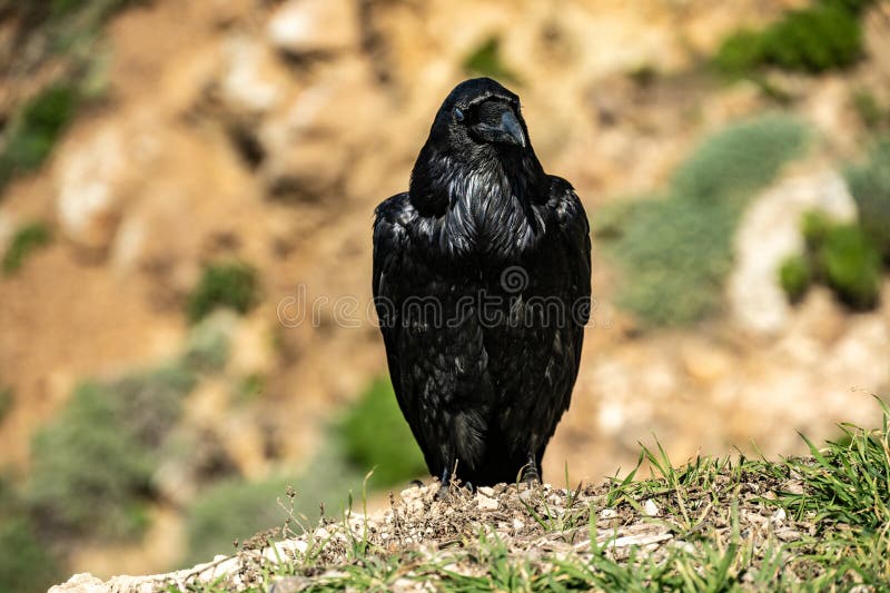 Raven Perched on Rocky Cliff Stock Image - Image of flat, nature: 362384247