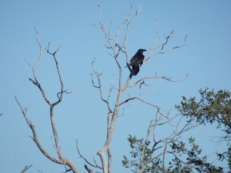 Raven stock photo. Image of perched, dead, sunlight - 102833598