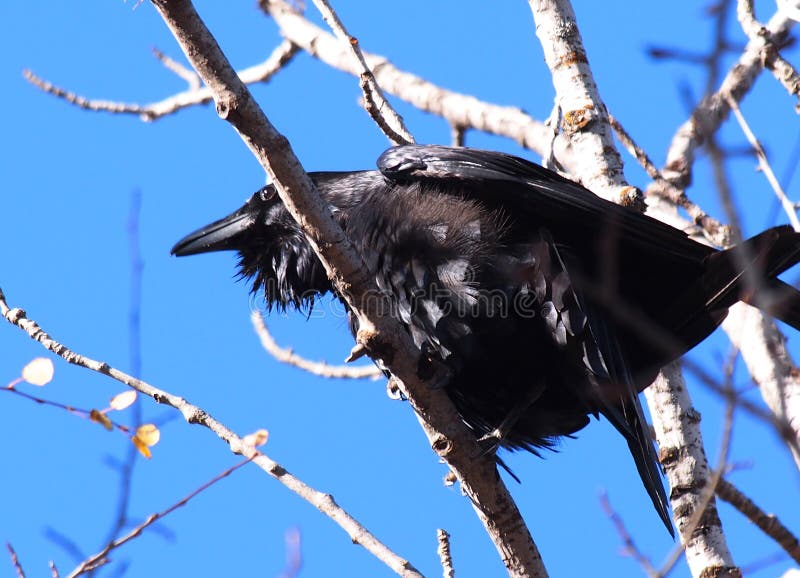 Raven Perched in Tree stock photo. Image of plumage, nature - 45834534