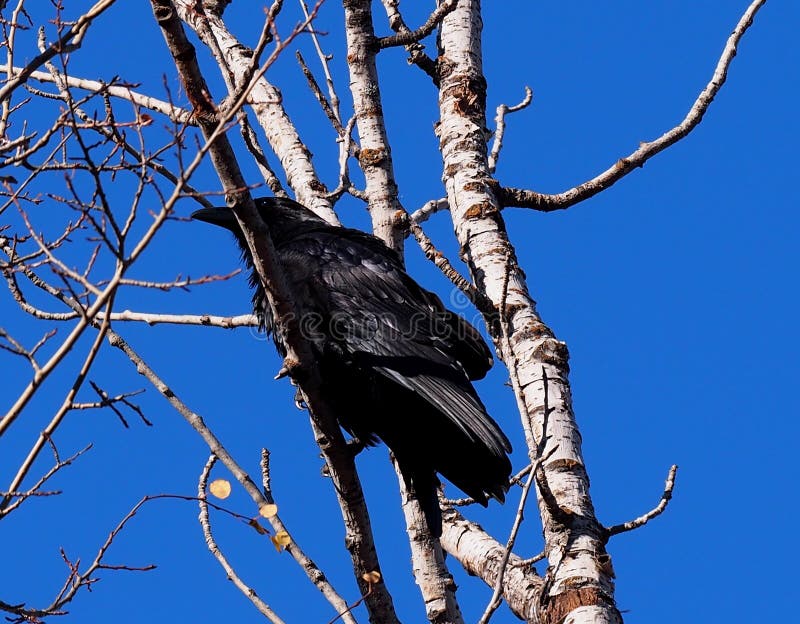 Raven Perched in Tree stock photo. Image of tree, bird - 45835794