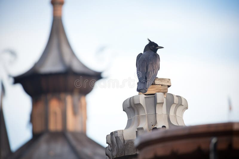 A Raven Perched on a Weathered Castle Turret Stock Photo - Image of ...