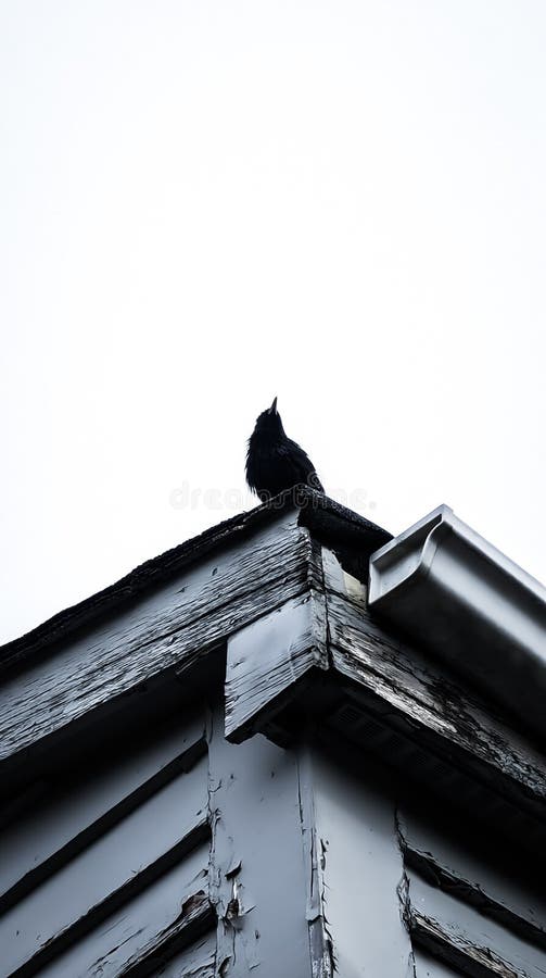 Raven Perching on Building Roof Stock Image - Image of bird, perching ...