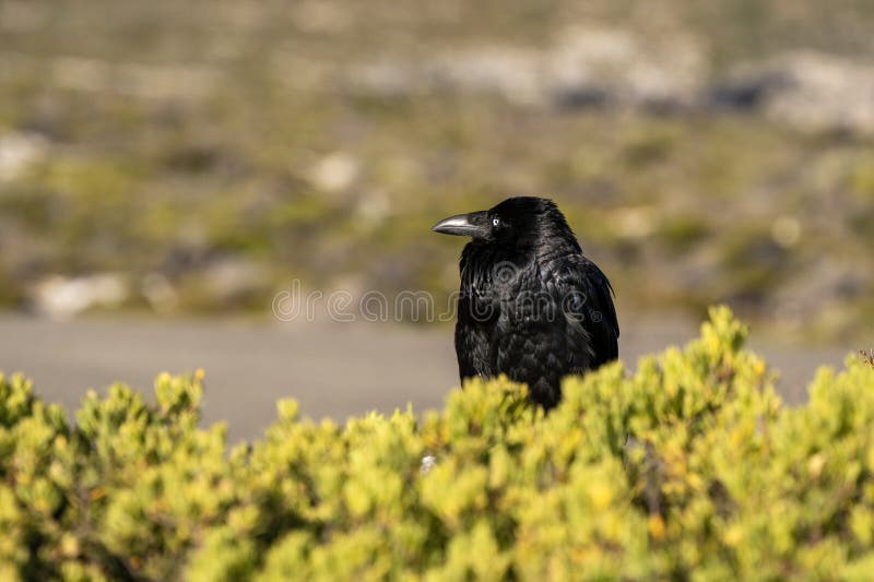 A raven perching on a bush stock photo. Image of common - 306750944