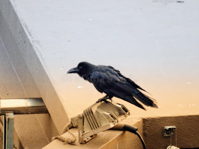 Raven Perching on a Rooftop Stock Image - Image of wing, iron: 225331431
