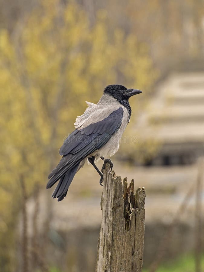 Old Raven with Broken Wings and Old Feathers Flying Around in His ...